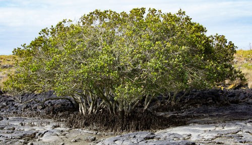 Mangles prietos (Avicennia)
