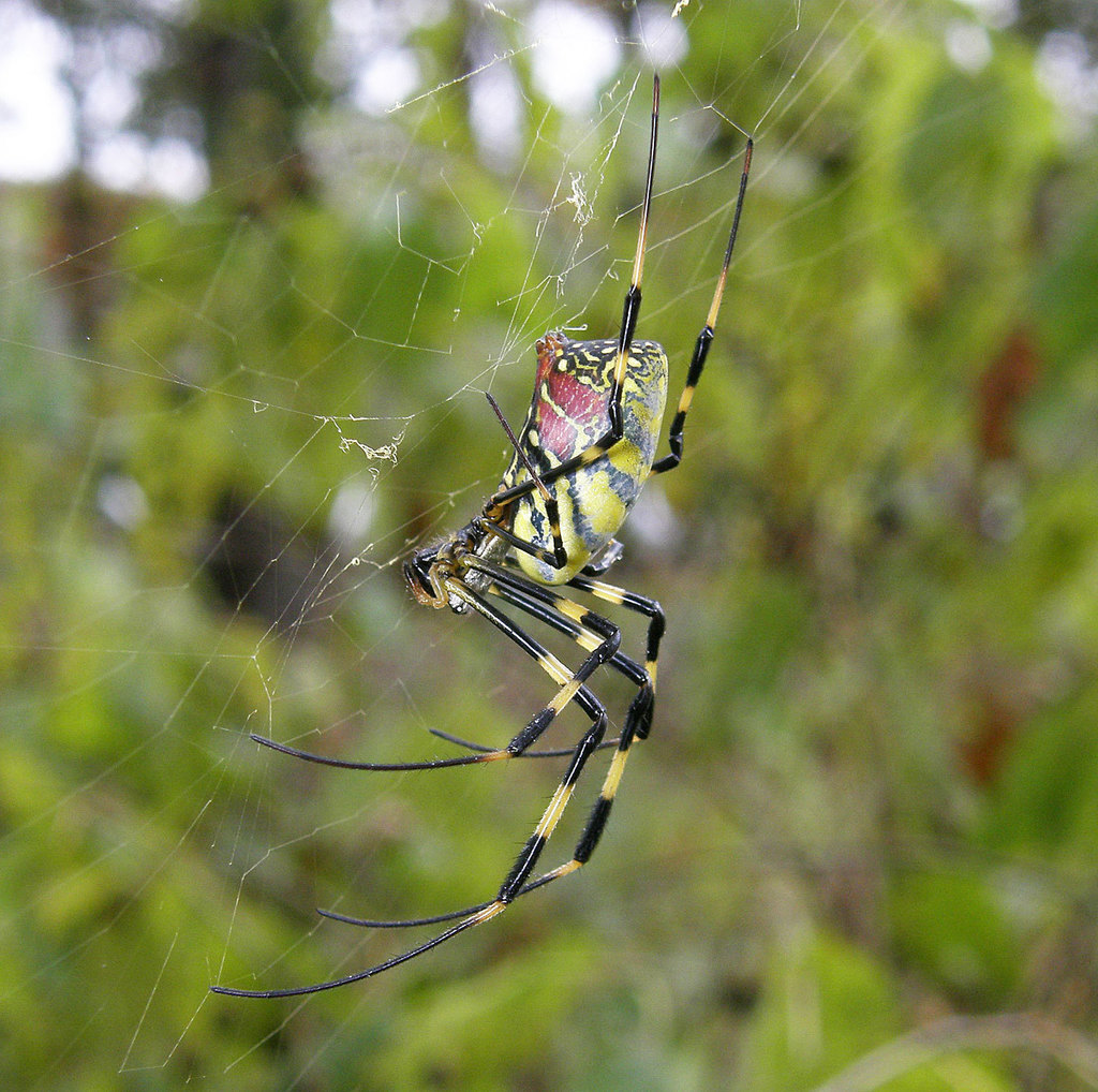Joro Spider from Winder, GA 30680, USA on October 26, 2020 by Joan ...