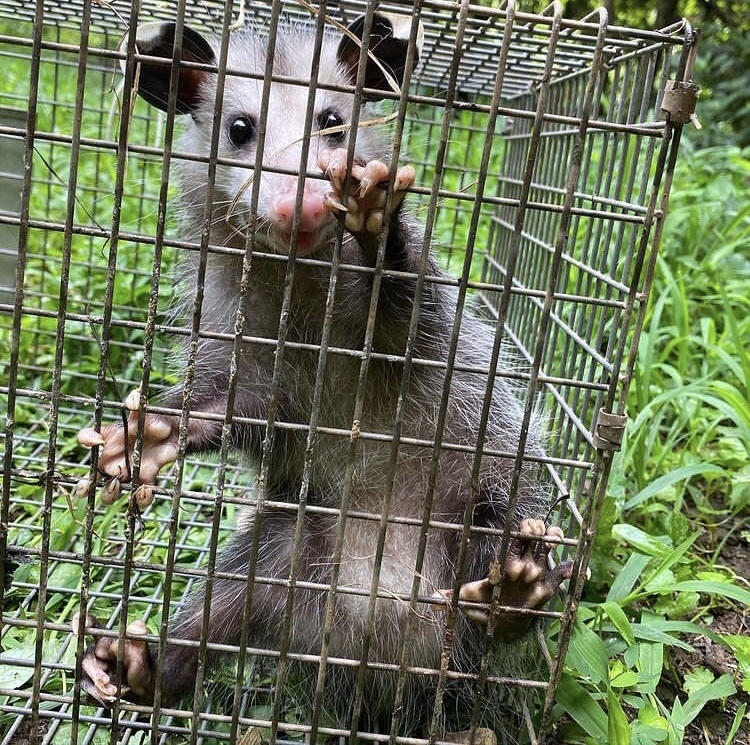 Virginia Opossum from Nelms Ave NE, Atlanta, GA, US on December 30 ...