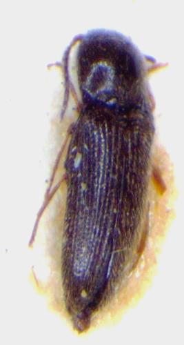 Glyphonyx ebeninus · iNaturalist