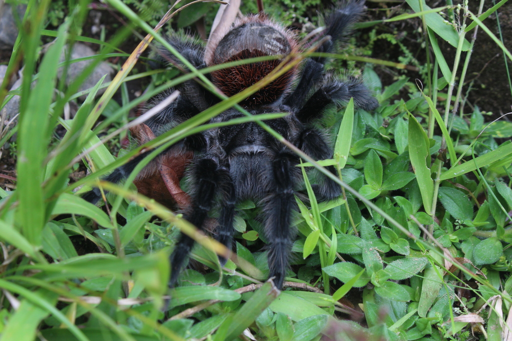 Brazilian Red-rump Tarantula from Pro Mata, PUCRS on November 09, 2019 ...
