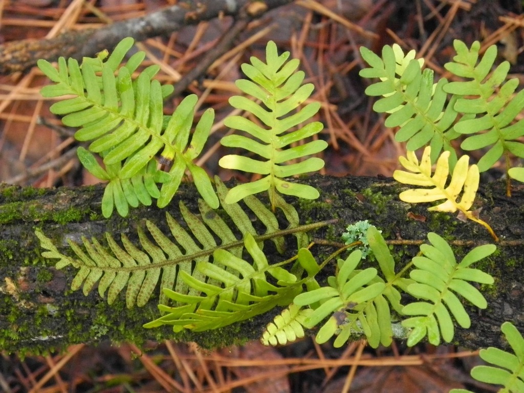 resurrection fern from Chatham County, NC, USA on January 03, 2021 at ...