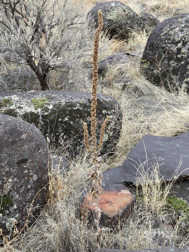 great mullein from Snake River Birds of Prey National Conservation Area ...
