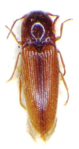 Glyphonyx vittatus · iNaturalist