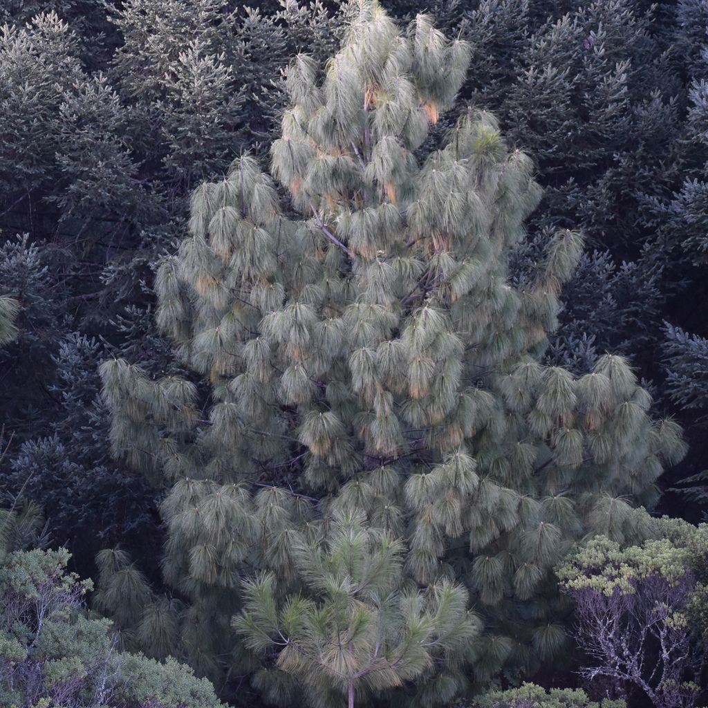 smooth-bark Mexican pine from Sierra Chinchua, Santuario Mariposa ...