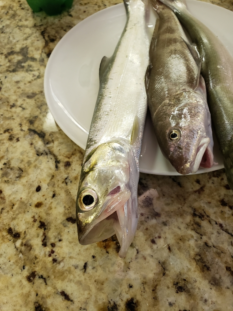 Ladyfish from Sanibel, FL, USA on October 31, 2020 at 03:44 PM by Dandz ...