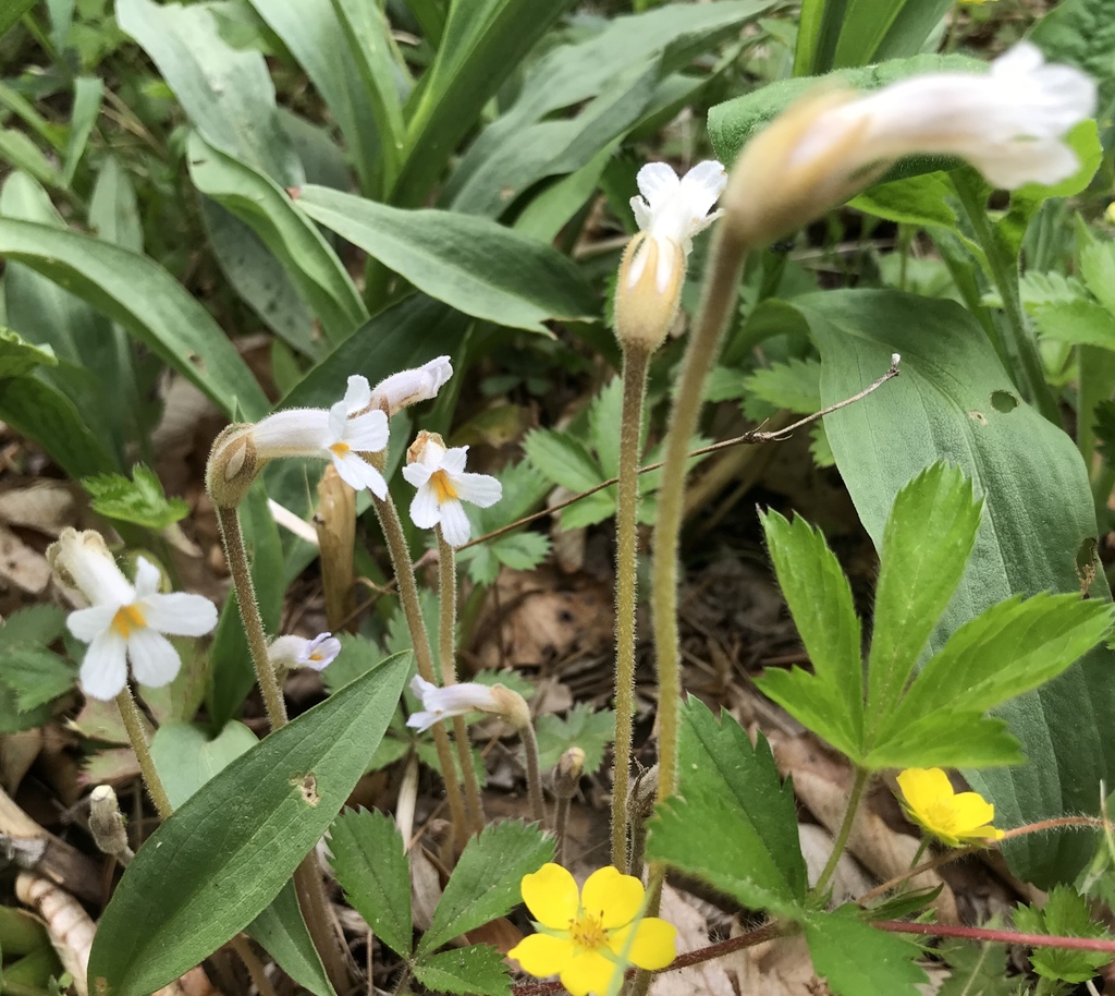 one-flowered cancer-root from Stone Rd, Wendell, MA, US on June 03 ...