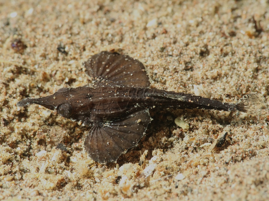 Slender Seamoth from Myrna's, 9100 Camiguin, Philippinen on November 04 ...