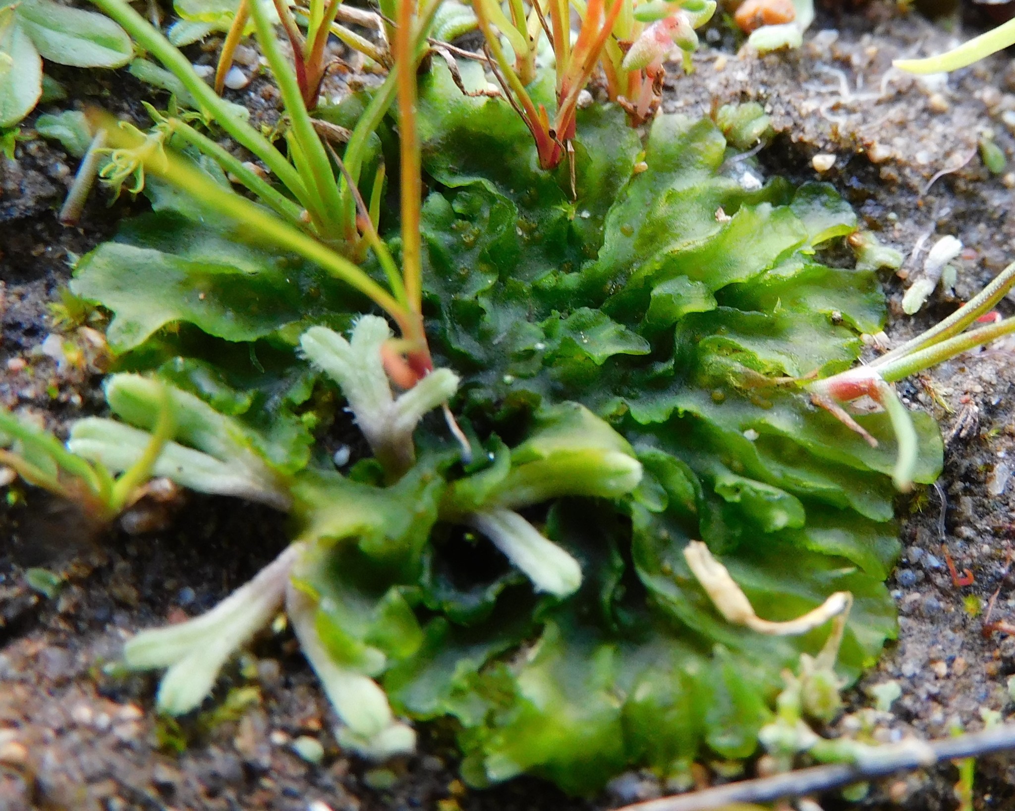 Anthoceros agrestis Paton