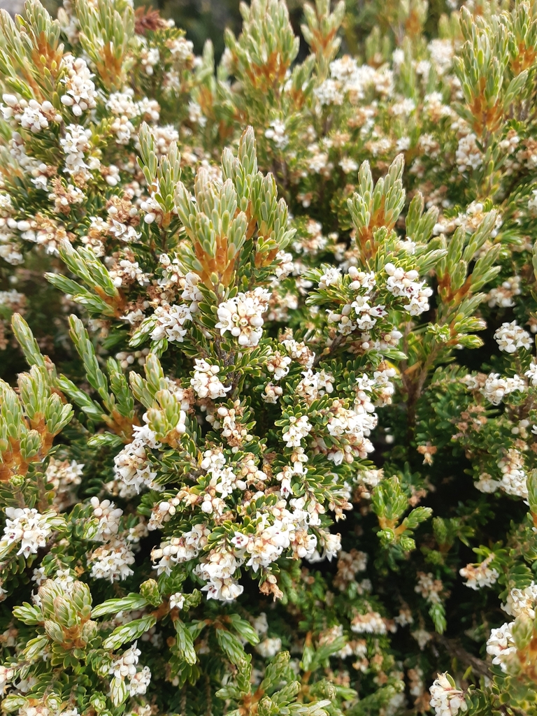 Acrothamnus montanus from Hobart City, TAS, Australia on December 28 ...