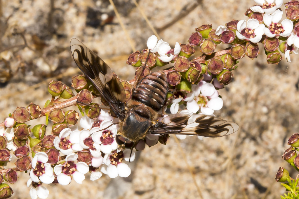 Comptosia tendens from The Spectacles, Kwinana, Western Australia ...