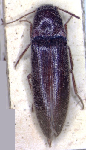 Dipropus anceps · iNaturalist