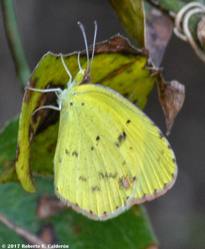Northern Little Yellow (Subspecies Eurema lisa lisa) · iNaturalist Australia