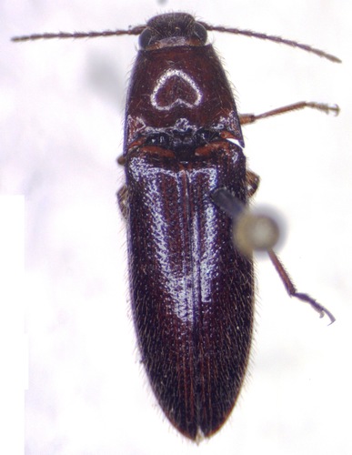 Dipropus chloropterus · iNaturalist