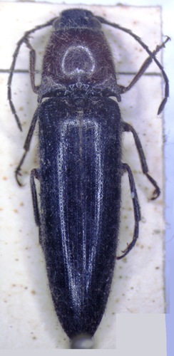 Dipropus erythroderus · iNaturalist