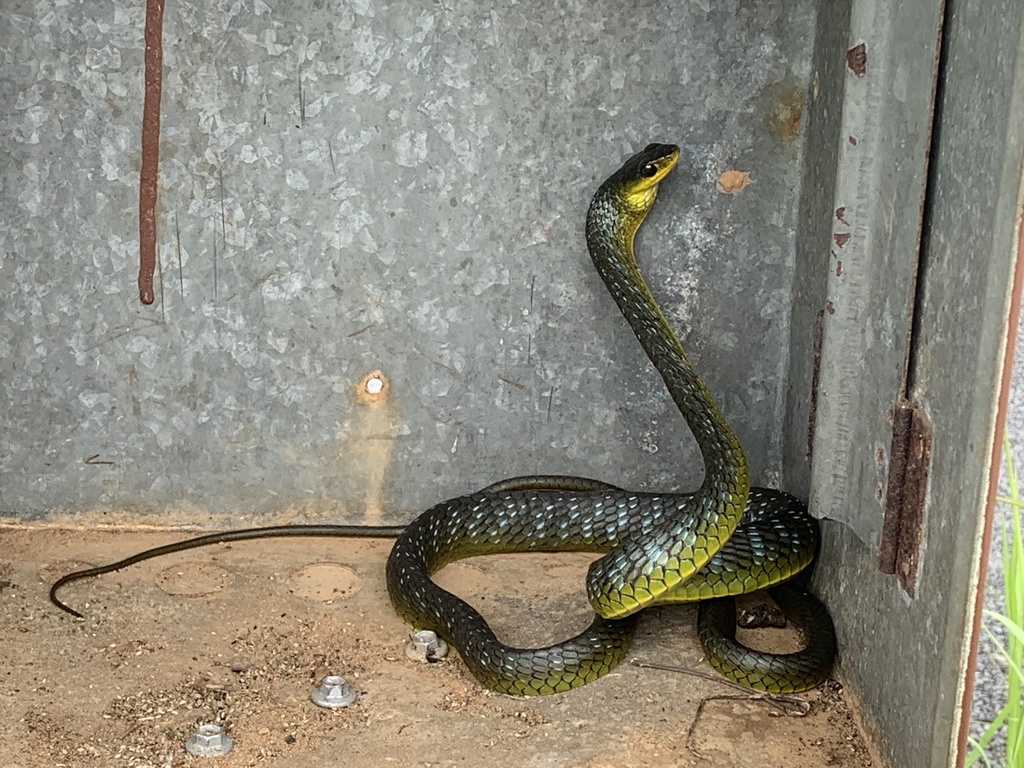 Common Tree Snake (Dendrelaphis punctulatus) - Snakes and Lizards