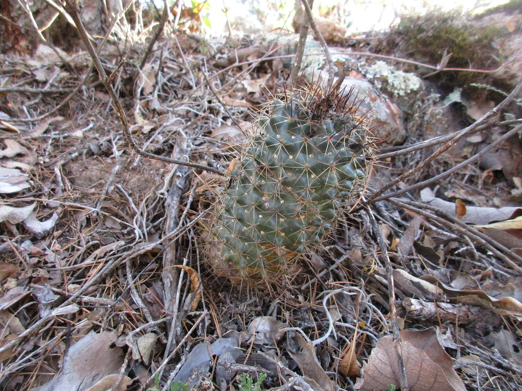 Coryphantha clavata clavata from Zaragoza, S.L.P., México on November ...