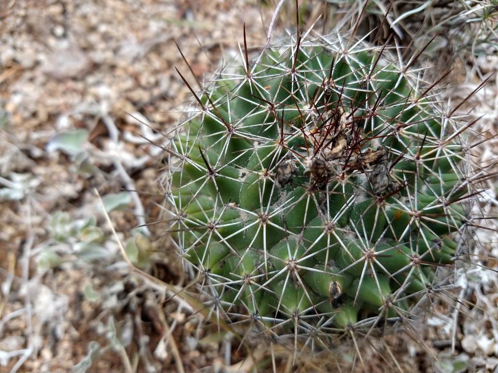 Coryphantha clavata clavata from Zaragoza, S.L.P., México on November ...