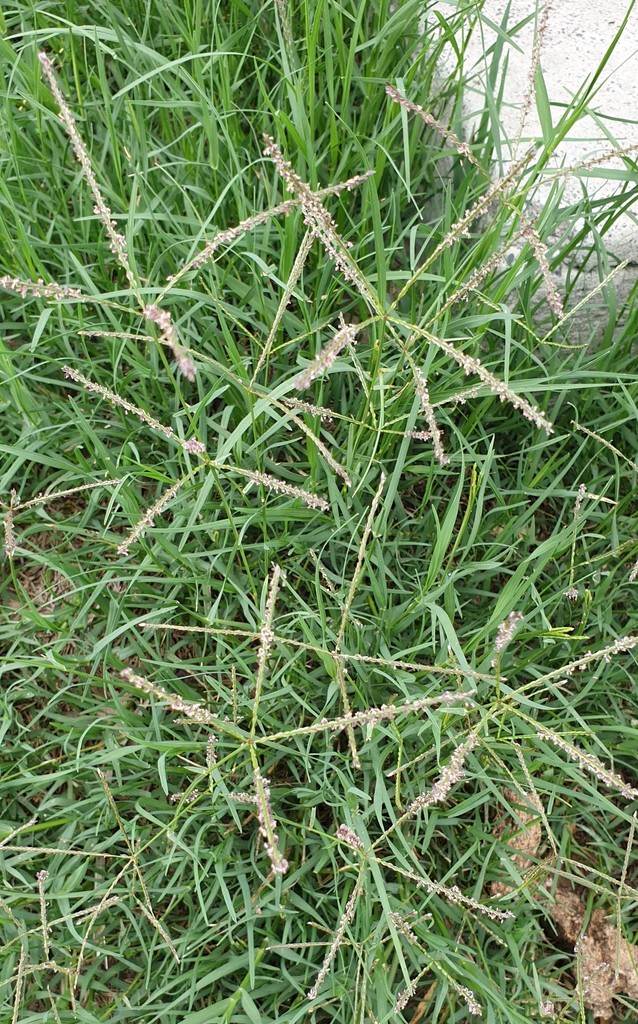 Bermuda grass from Sydney NSW, Australia on January 04, 2021 at 01:07 ...