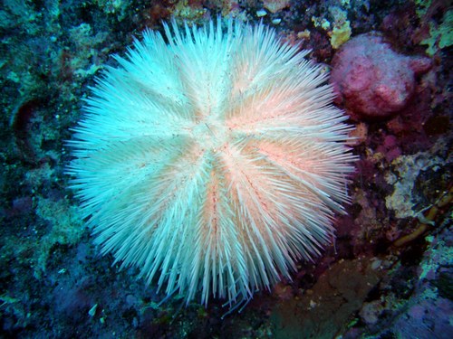 Pebble Collector Urchin (Marine invertebrates of Randwick costal area ...