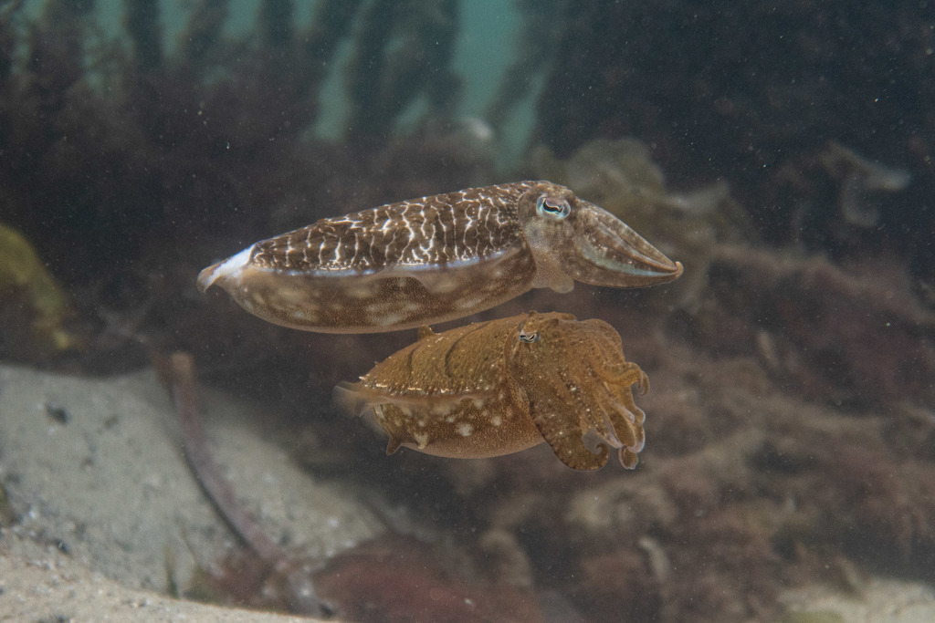 Mourning Cuttlefish from Sydney NSW, Australia on January 4, 2021 at 02 ...