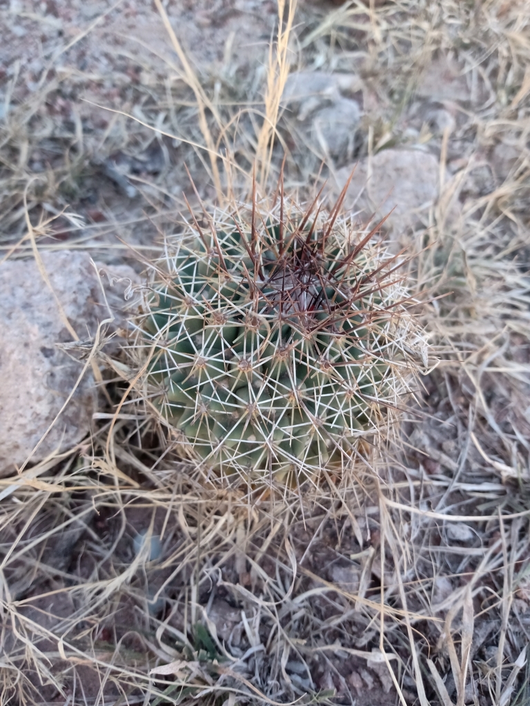 Coryphantha clavata clavata from Tierra Nueva on January 1, 2021 at 04: ...