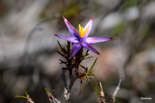 Calectasia gracilis · iNaturalist United Kingdom