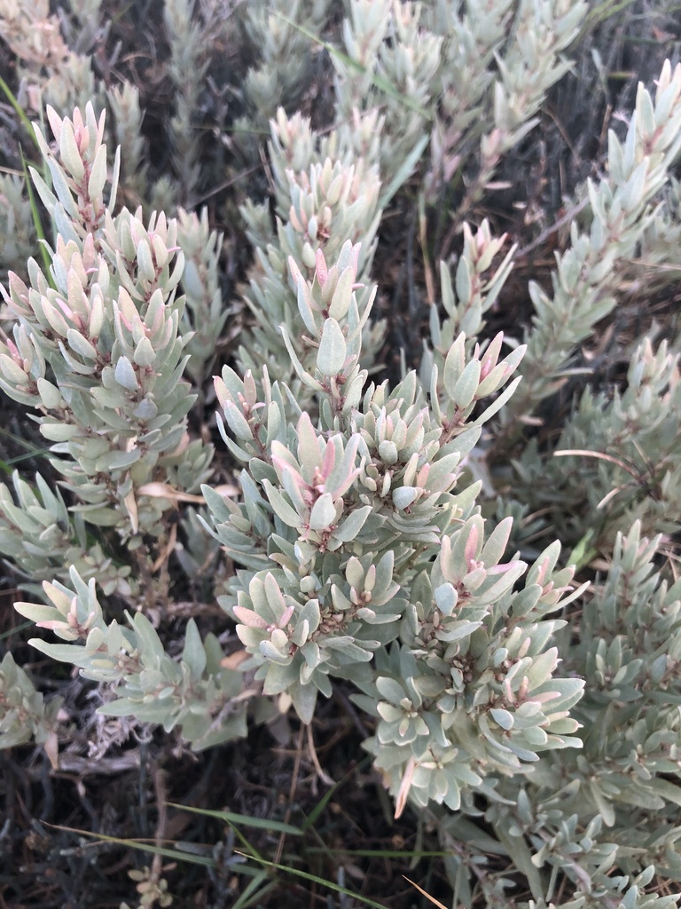 Grey Saltbush in January 2021 by Simon Nicholas · iNaturalist