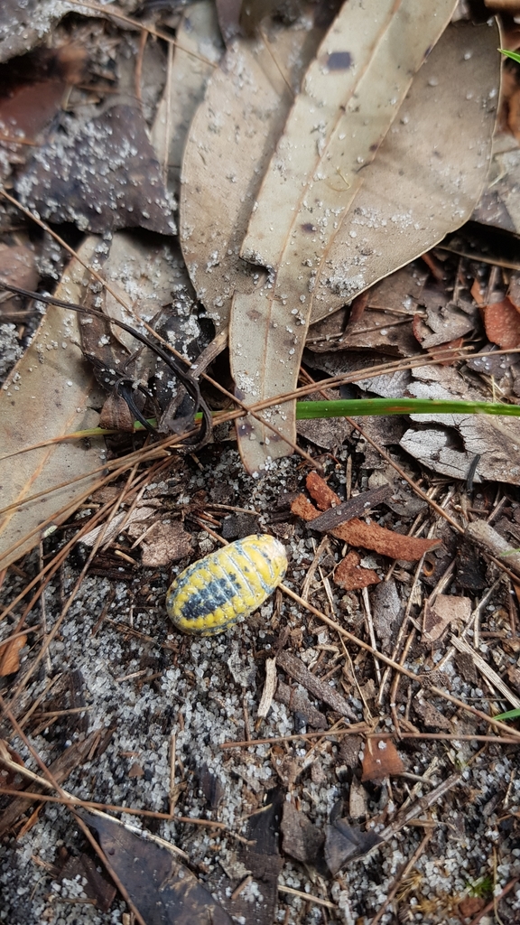Giant Scale Insects from South Turramurra NSW 2074, Australia on ...