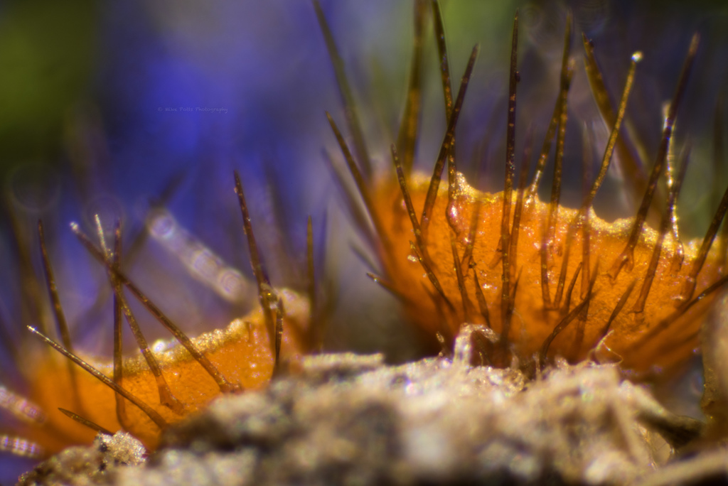 Cheilymenia fimicola (Mushrooms and fungi of the USA pt. 1) · iNaturalist