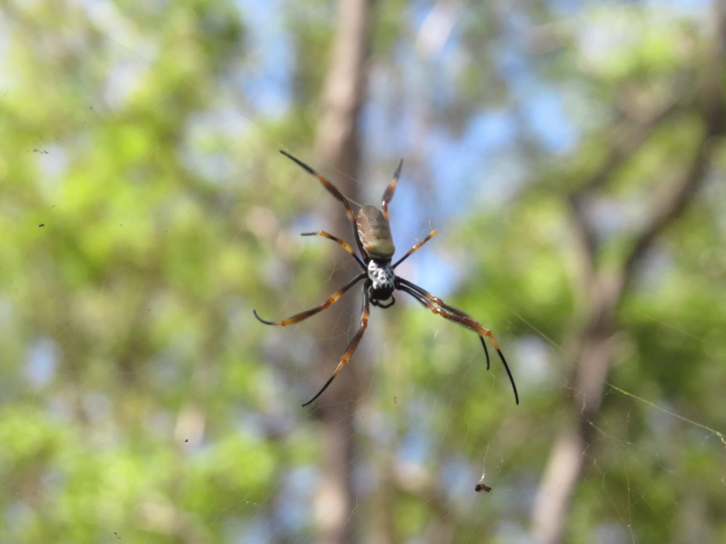 Tiger Spider from Heather Street, Elanora, QLD, AU on January 03, 2021 ...