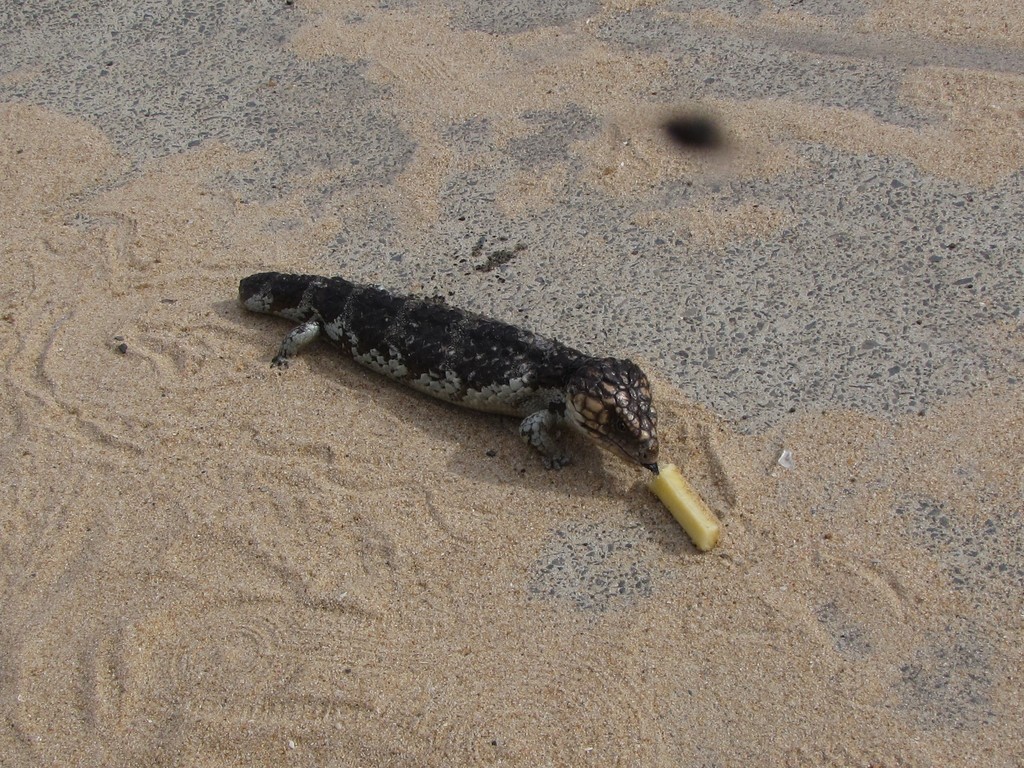 South-west Shingleback Lizard from Bunbury WA, Australia on January 3 ...