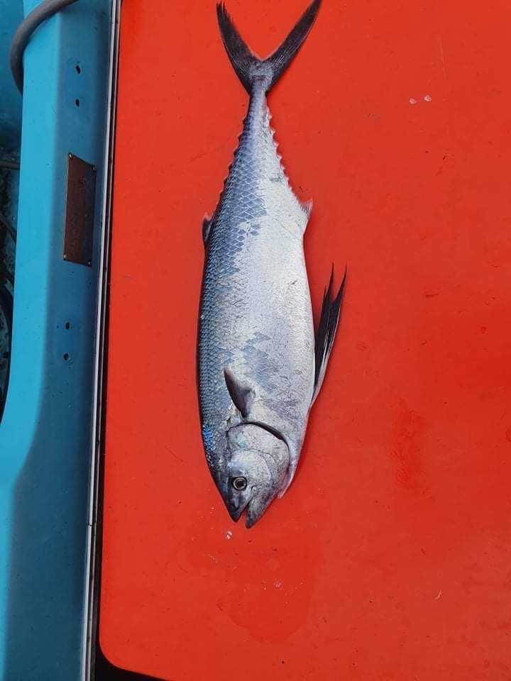 Butterfly Mackerel from South Taranaki Bight, Wellington, NZ on January ...