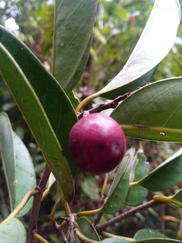 Cryptocarya litoralis · iNaturalist Mexico