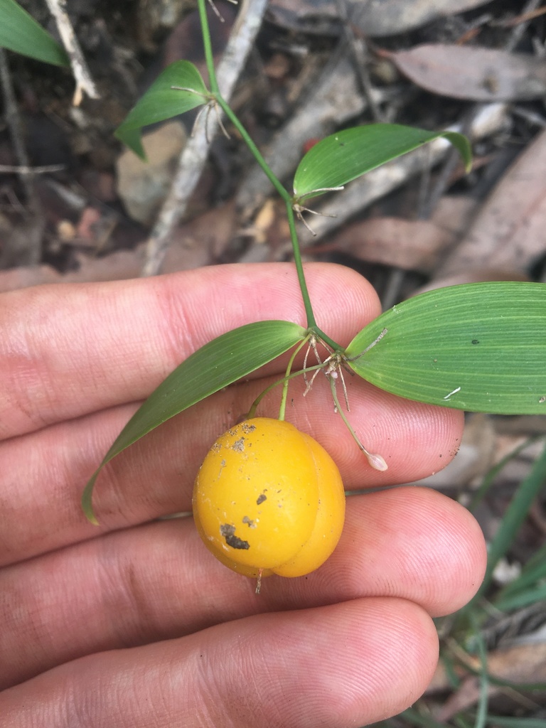 Wombat Berry from Port Macquarie-Hastings - Pt B, New South Wales ...
