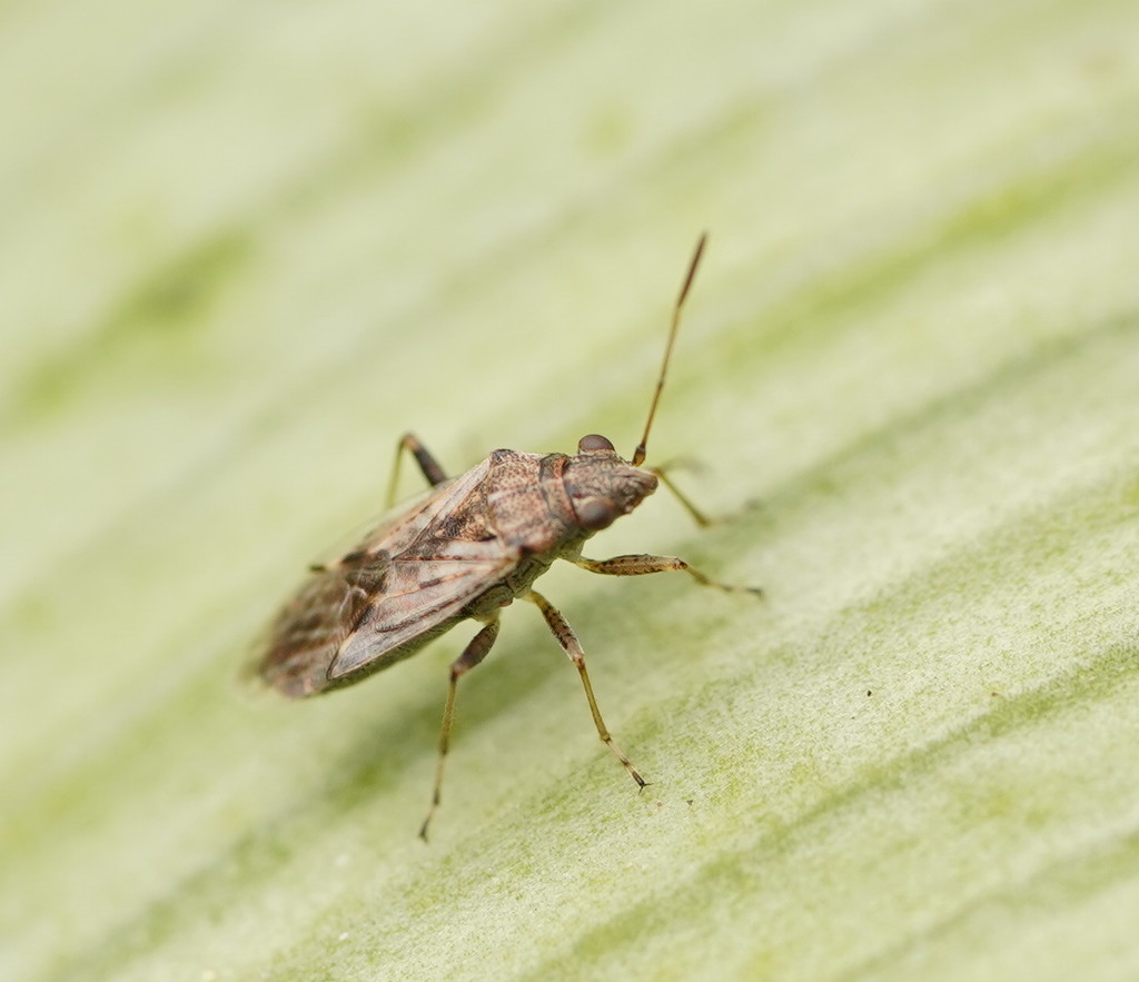 False chinch bugs from Botanic Gardens, Geelong VIC, Australia on ...