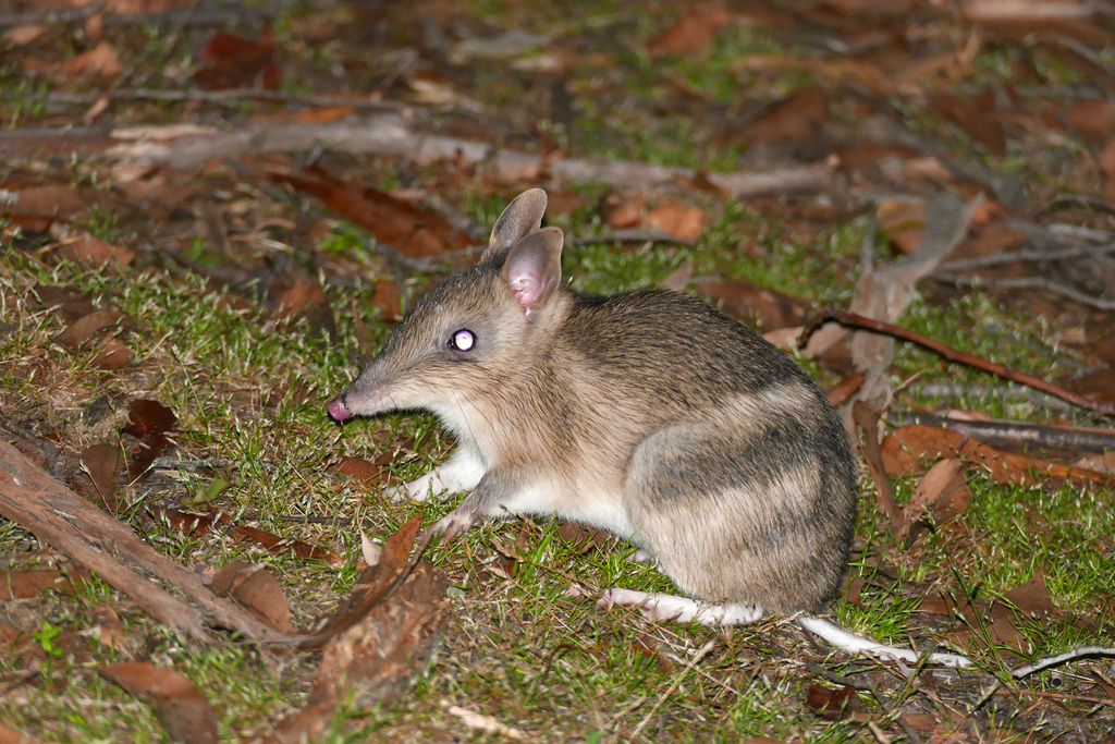Bandicoots (Peramelidae) - Know Your Mammals