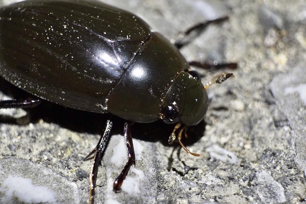 Giant Water Scavenger Beetles from 府道562号, 舞鶴市, 京都府, JP on September 12 ...