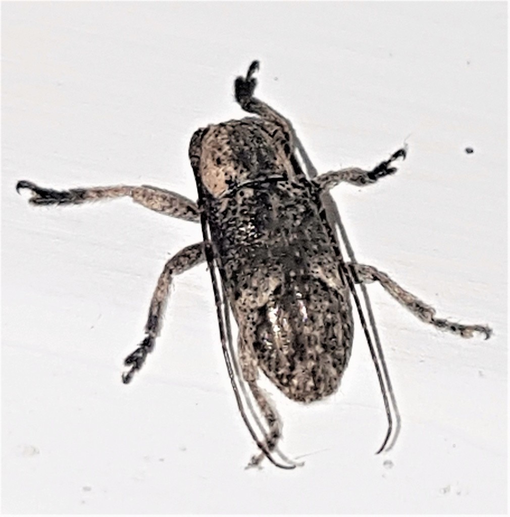 Bank's Longhorn Beetle from 32 Panoramic Drive, Narangba, Brisbane QLD ...