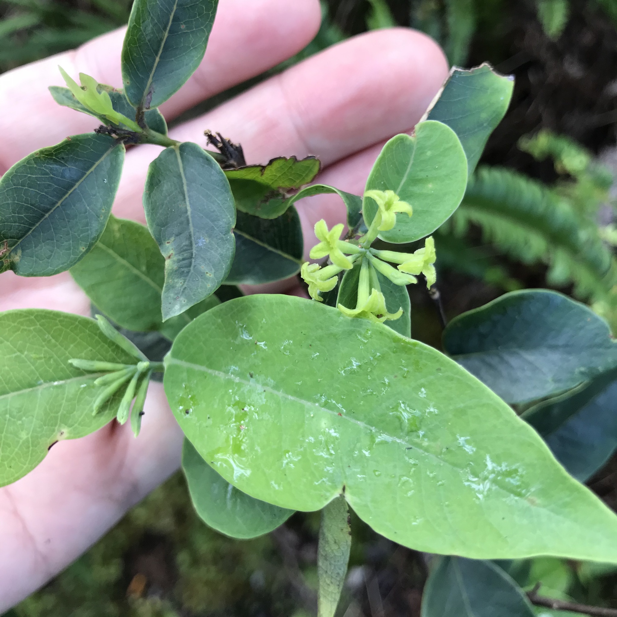 Wikstroemia oahuensis (A.Gray) Rock