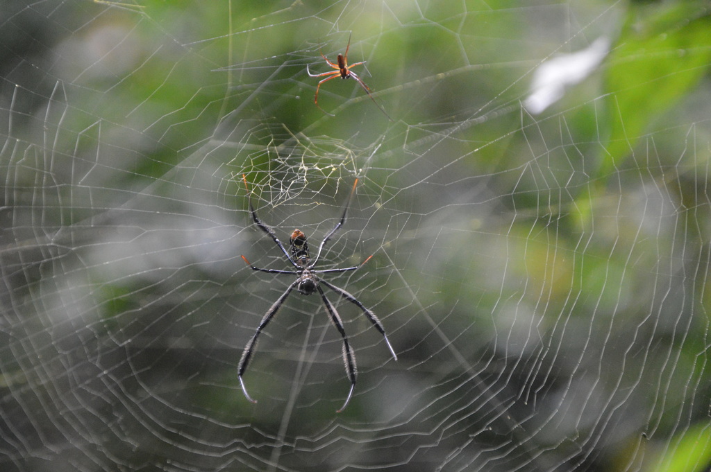 Hairy Golden Orb-weaving Spider from Doussala, Gabon on December 5 ...