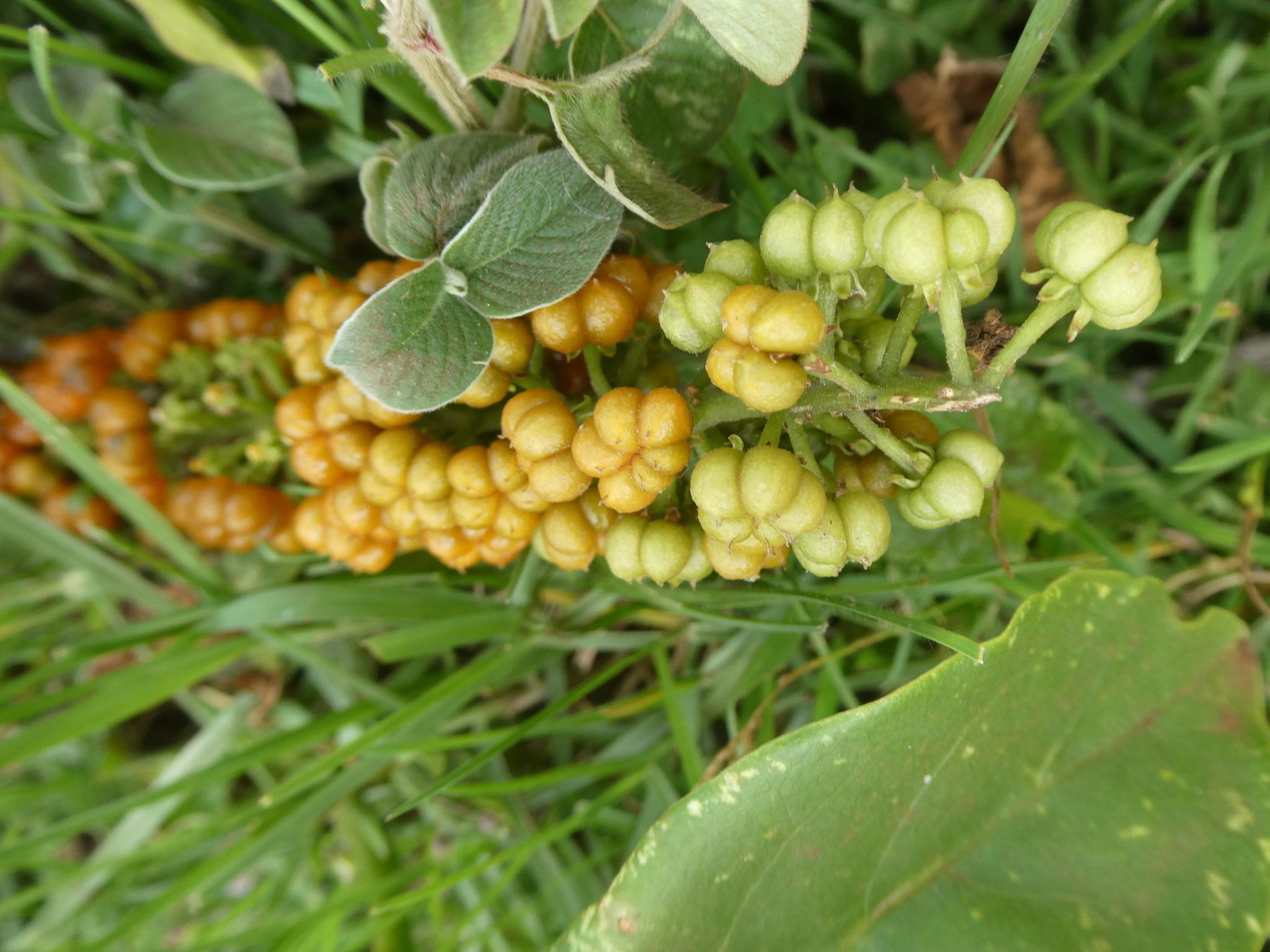 Phytolacca dodecandra L'Hér.