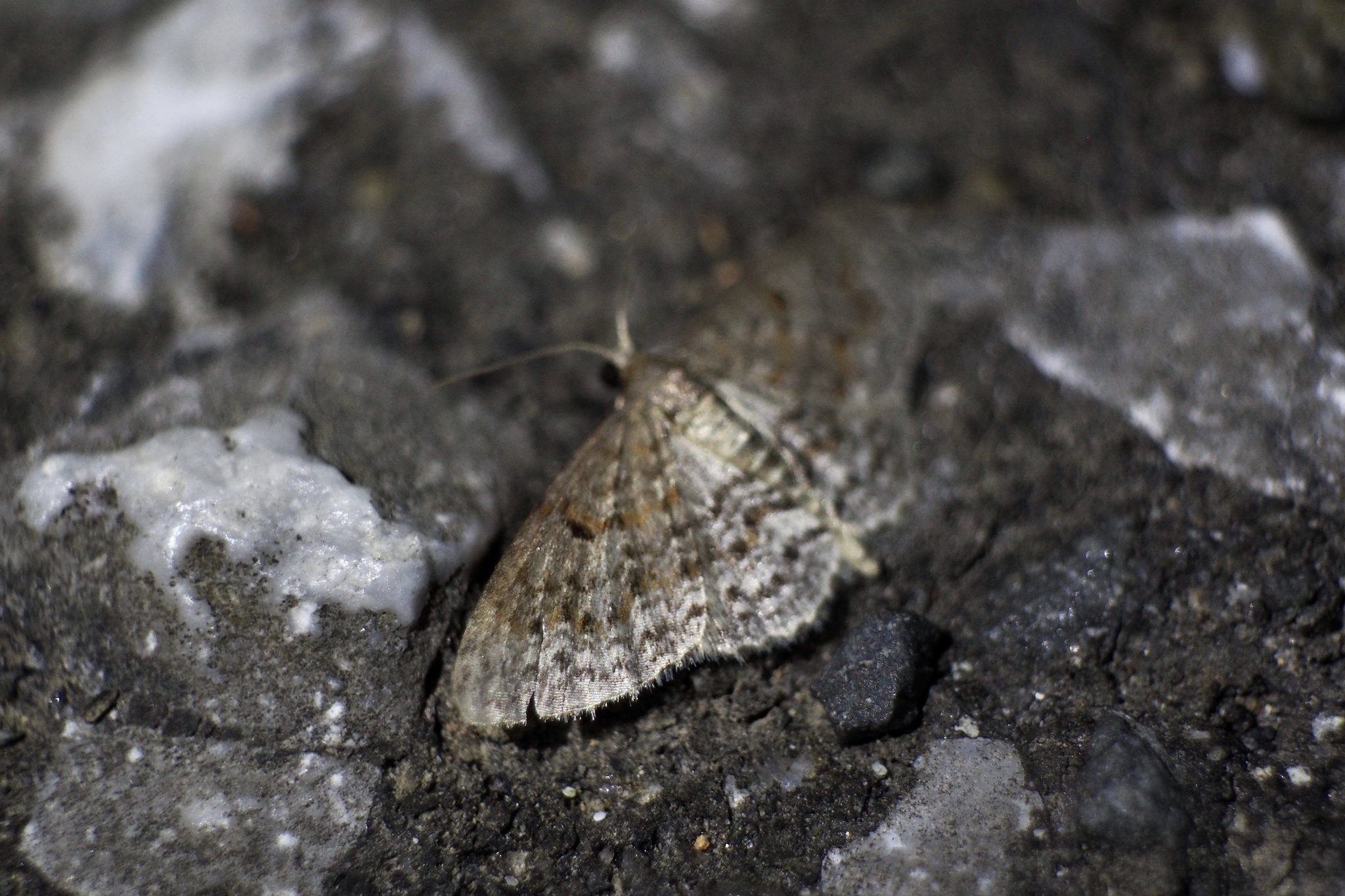 Hydrelia nisaria (Christoph, 1881)