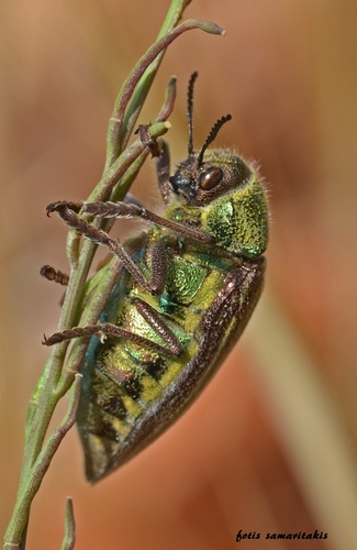 Subspecies Julodis pubescens yvenii · iNaturalist United Kingdom