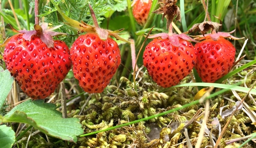 Frutilla silvestre (Parque Nacional Patagonia - sector Valle de ...