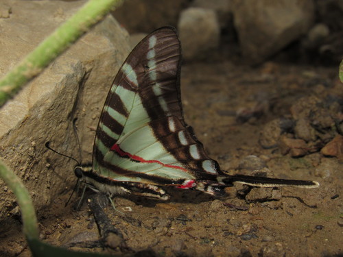 Neographium anaxilaus · iNaturalist