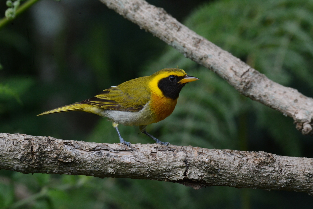 Guira Tanager (Varzea Itenez) · iNaturalist