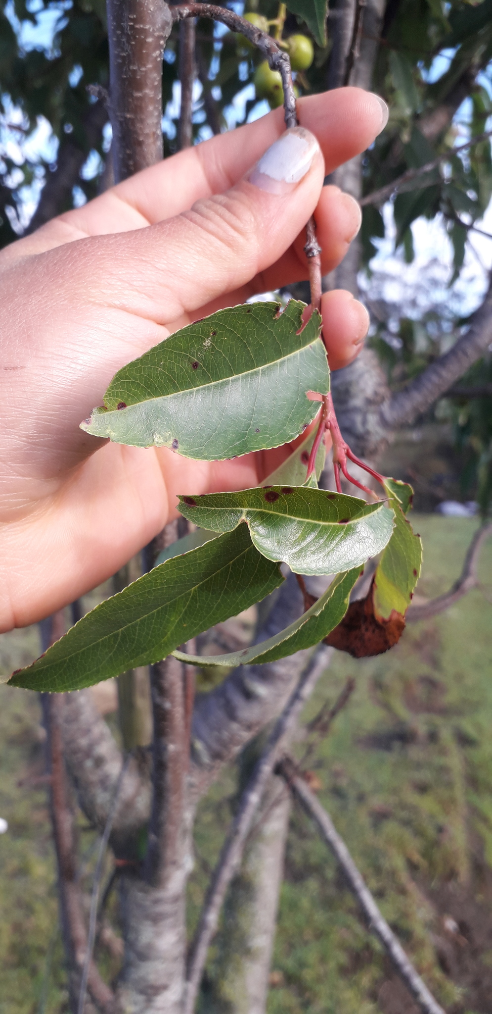 Prunus serotina var. capuli (Cav.) Hatus.