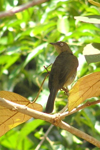 Cream-vented Bulbul (Birds of Singapore) · iNaturalist