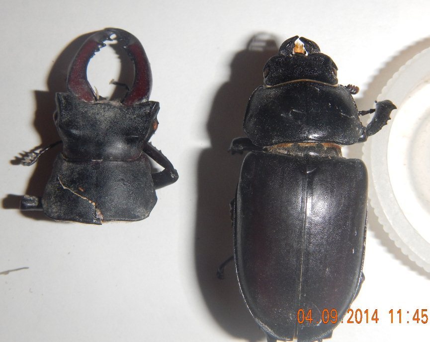 European Stag Beetle from Álava, ES-PV, ES on September 2, 2014 at 01: ...